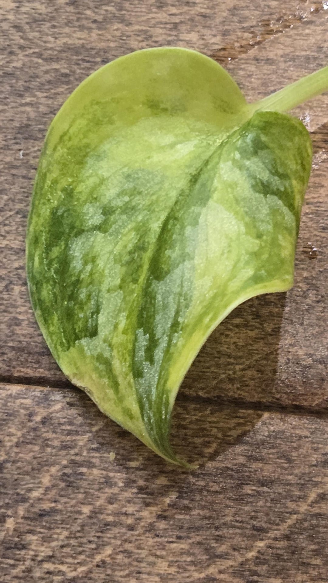 Geulis Scindapsus Rare Tropical House Plant Live Plant in Moss - Etsy