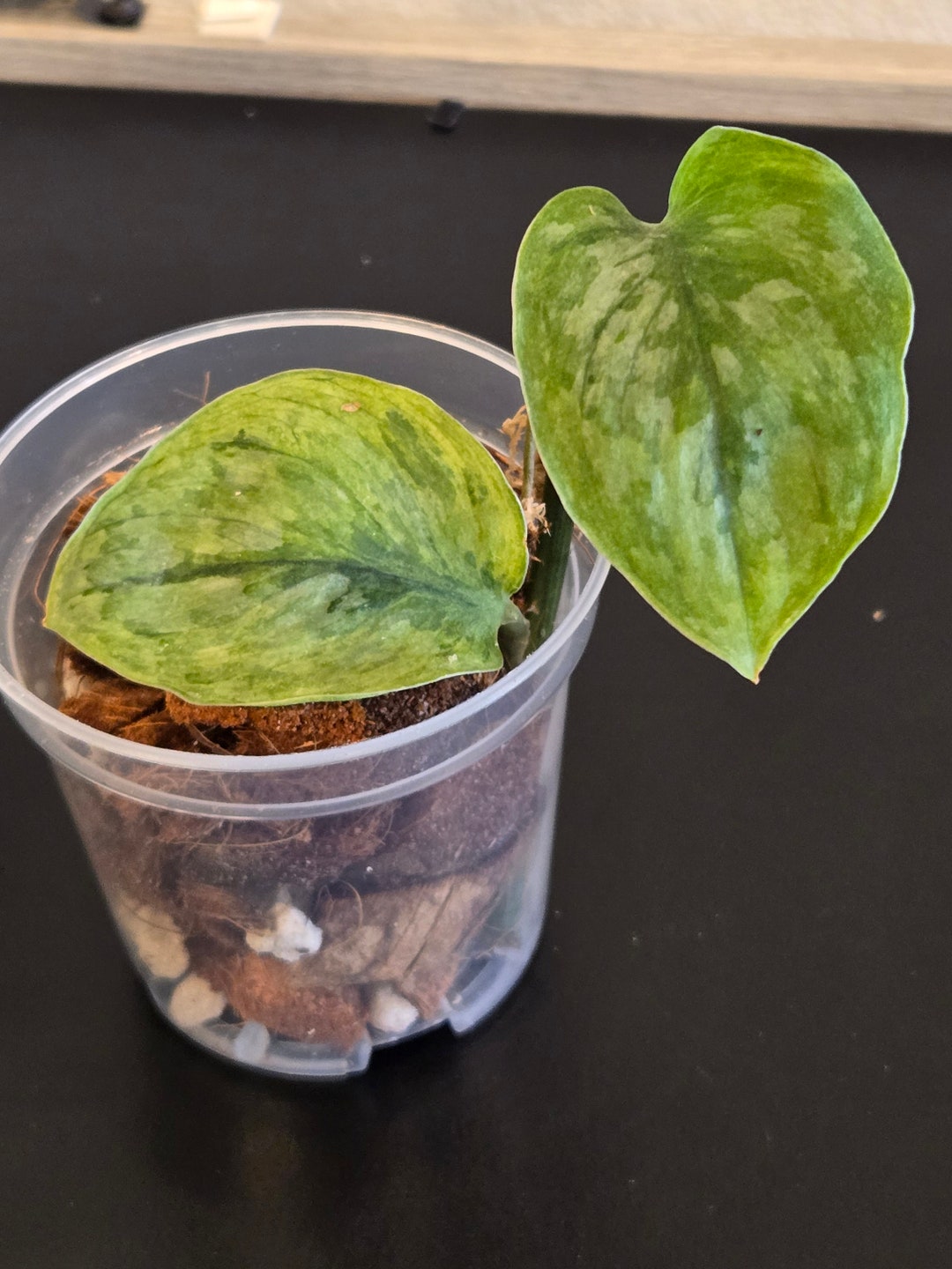 Hologram Scindapsus Rare Tropical House Plant Live Plant in 3 Inch Pot ...