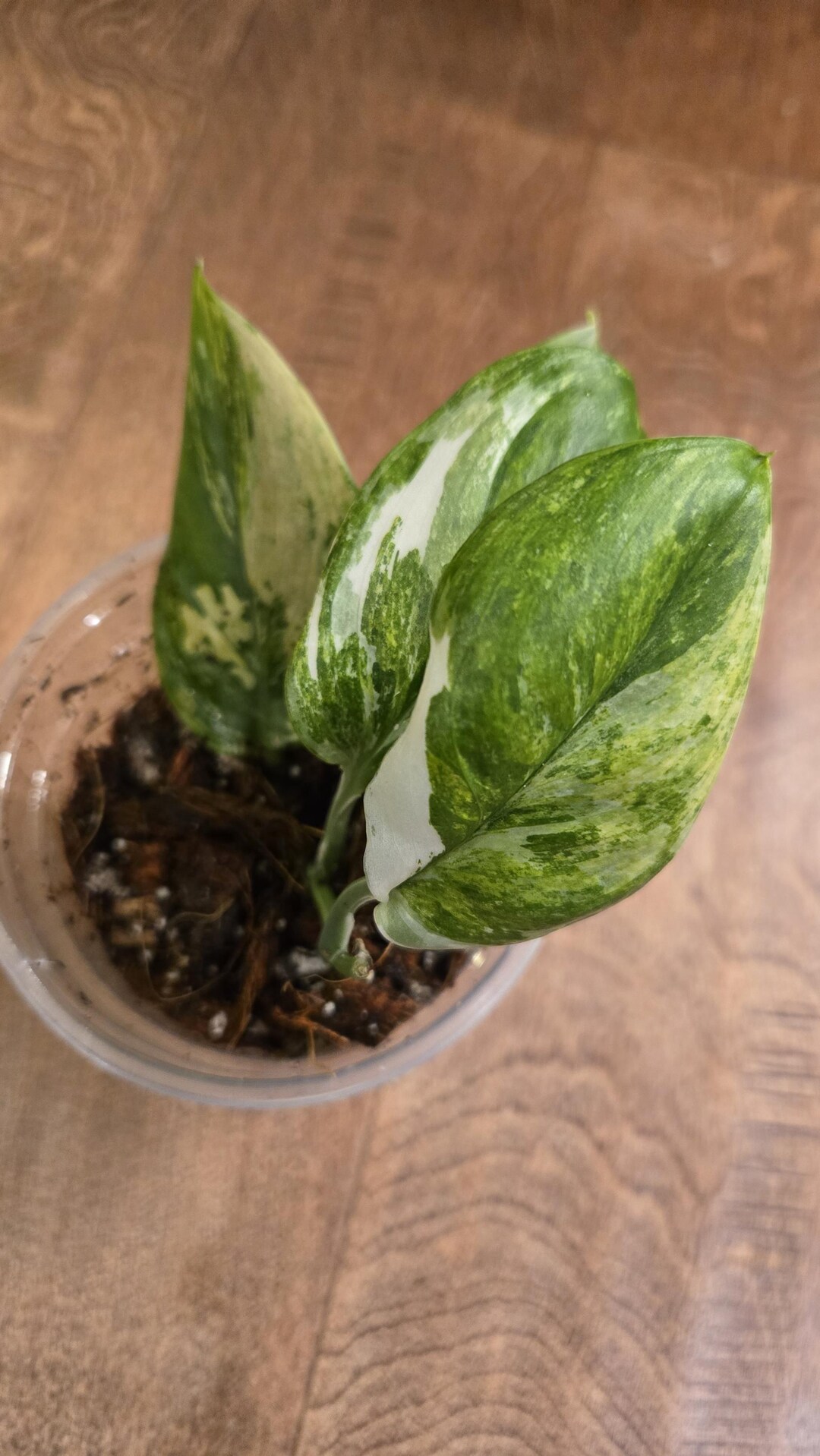 Tri-color Moonlight Scindapsus - Rare - Tropical House Plant - Live ...