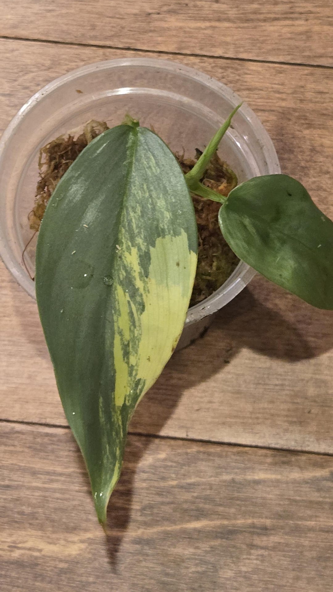 Variegated Silver Sword Philodendron - Rare - Tropical House Plant ...