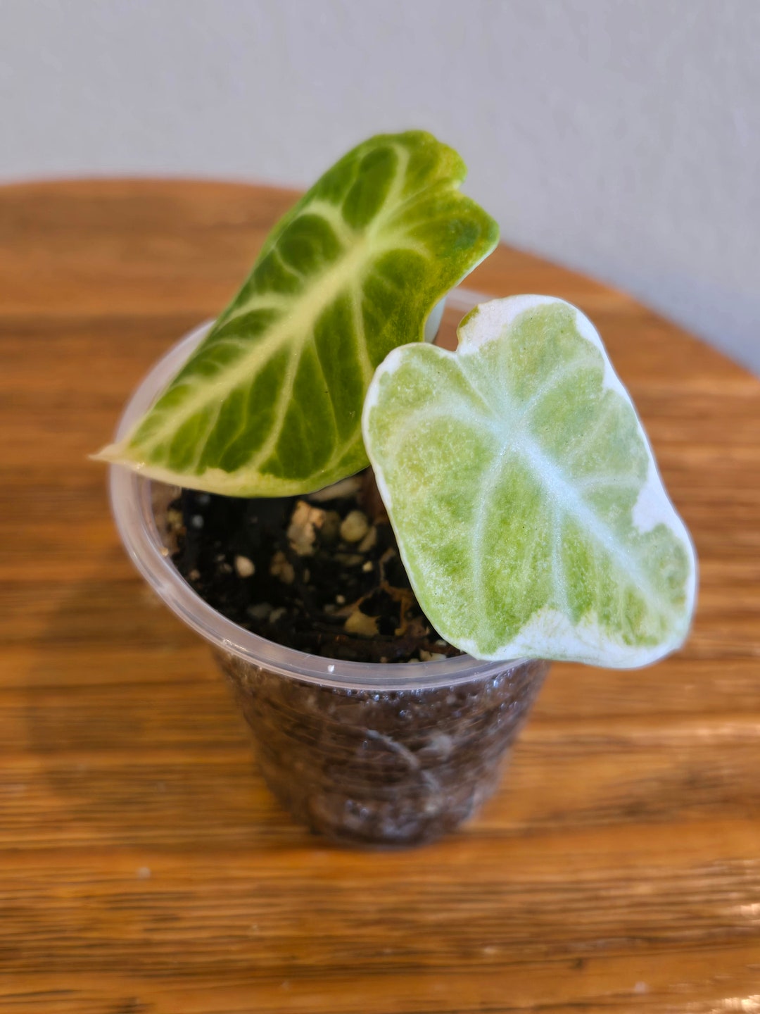 Variegated Ninja Alocasia Rare Tropical House Plant Live Plant in 3.5 ...