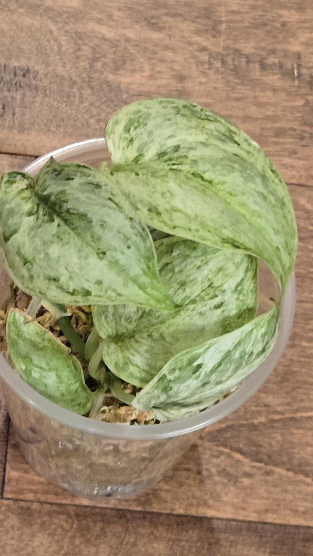 Peasun Scindapsus Rare Tropical House Plant Live Plant - Etsy