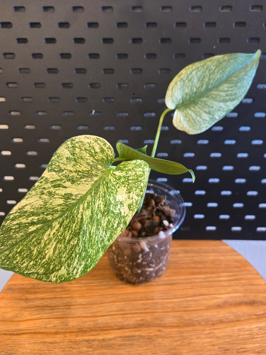 Monstera Mint Rare Tropical House Plant 5 Inch Pot - Etsy