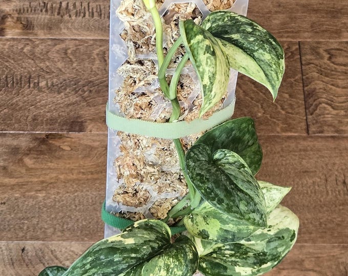 Variegated Dark Splash Scindapsus - Rare - Tropical House Plant - Etsy