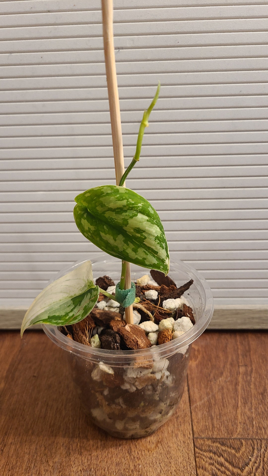 Mayari Scindapsus Rare Tropical House Plant Live Plant in 3.5 Inch Pot ...