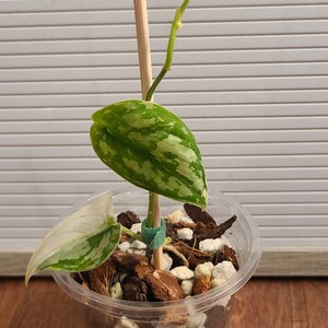 Mayari Scindapsus Rare Tropical House Plant Live Plant in 3.5 Inch Pot ...