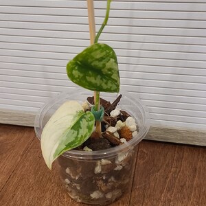 Mayari Scindapsus Rare Tropical House Plant Live Plant in 3.5 Inch Pot ...