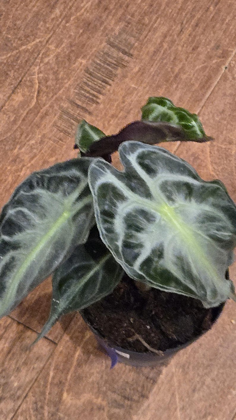 Venom Alocasia - Rare - Tropical House Plant - Live Plant in 4 Inch Pot ...