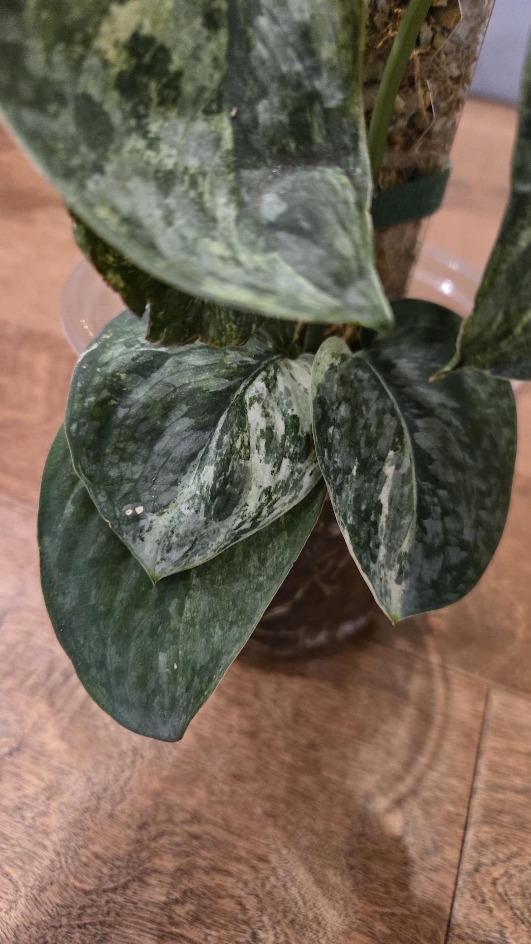 Sparkling Lava Scindapsus - Rare - Tropical House Plant - Etsy