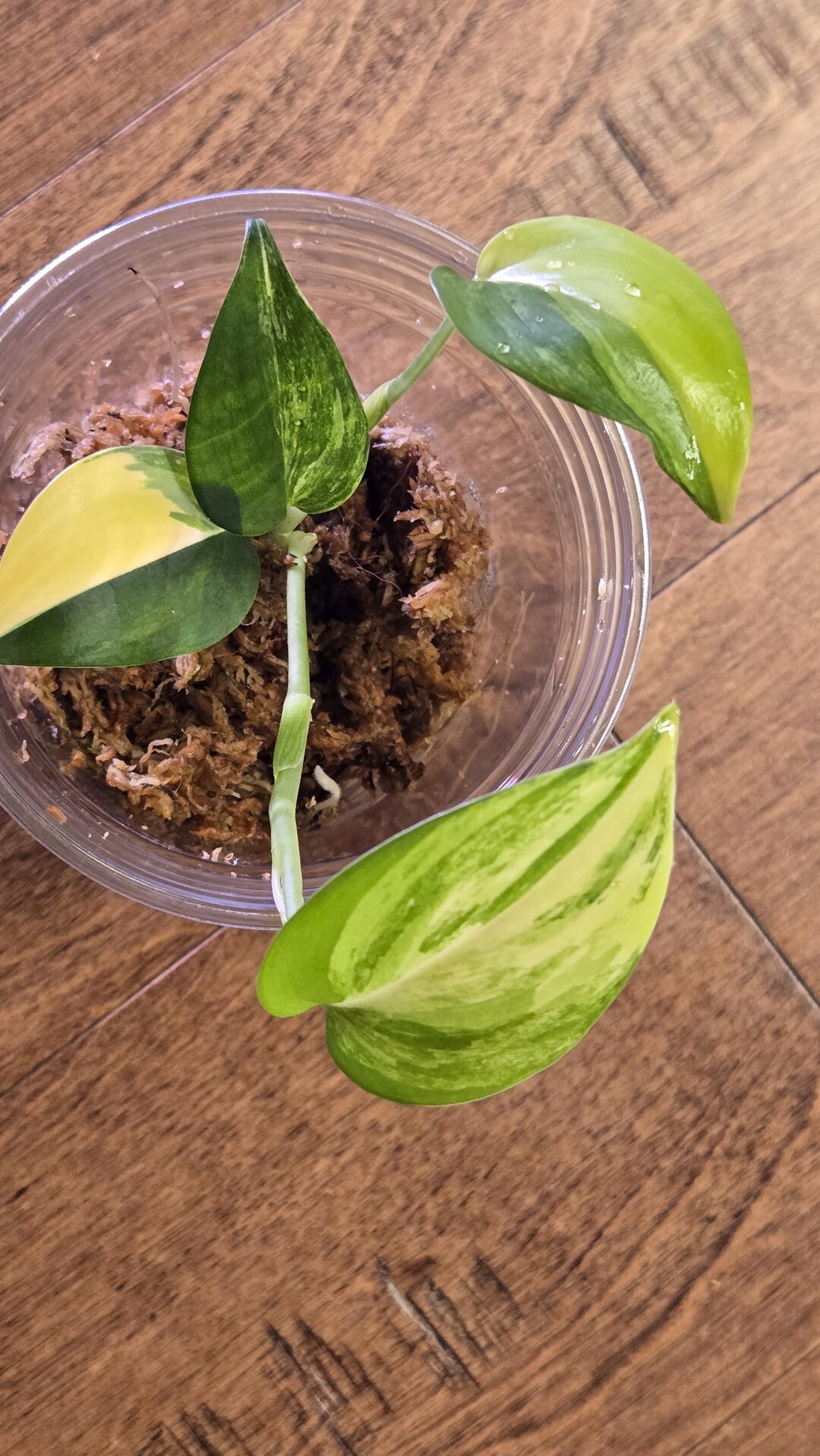 Blue Albo Scindapsus Rare Tropical House Plant Live Plant in Moss - Etsy