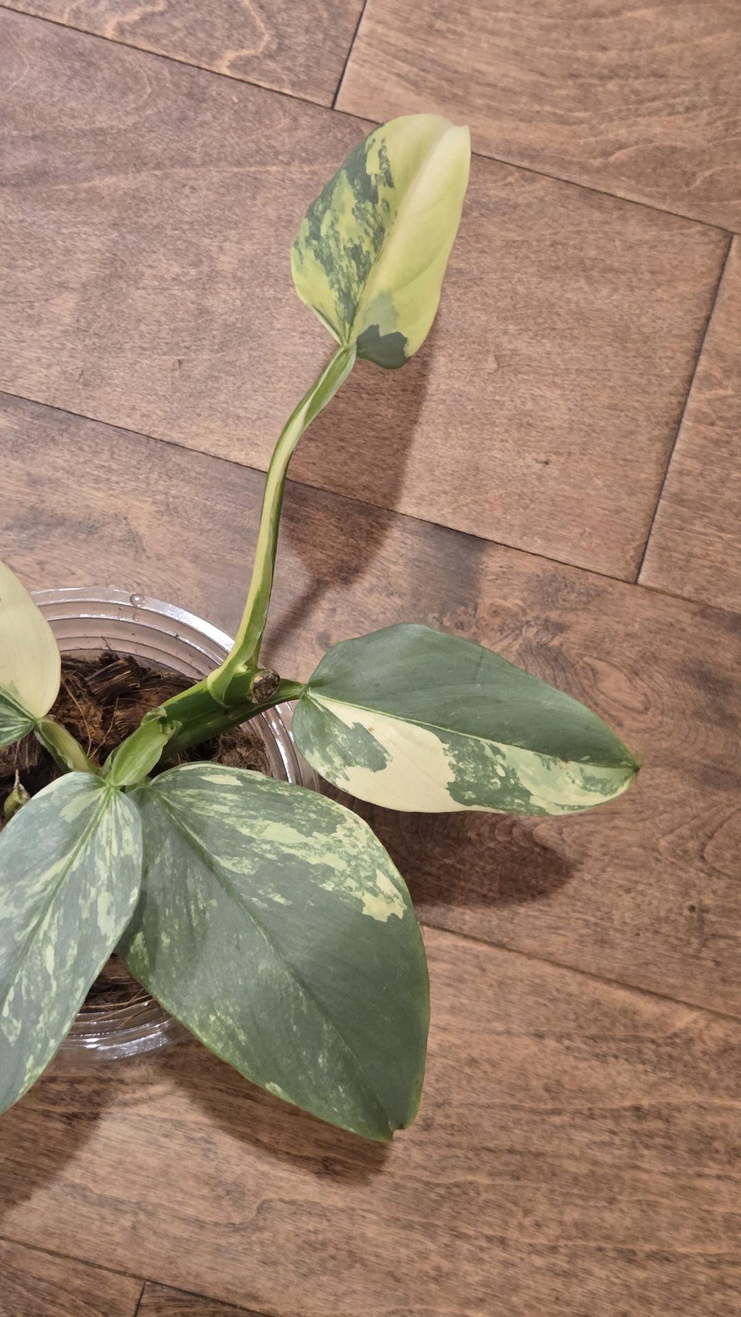 Variegated Silver Sword Philodendron - Rare - Tropical House Plant 5 ...