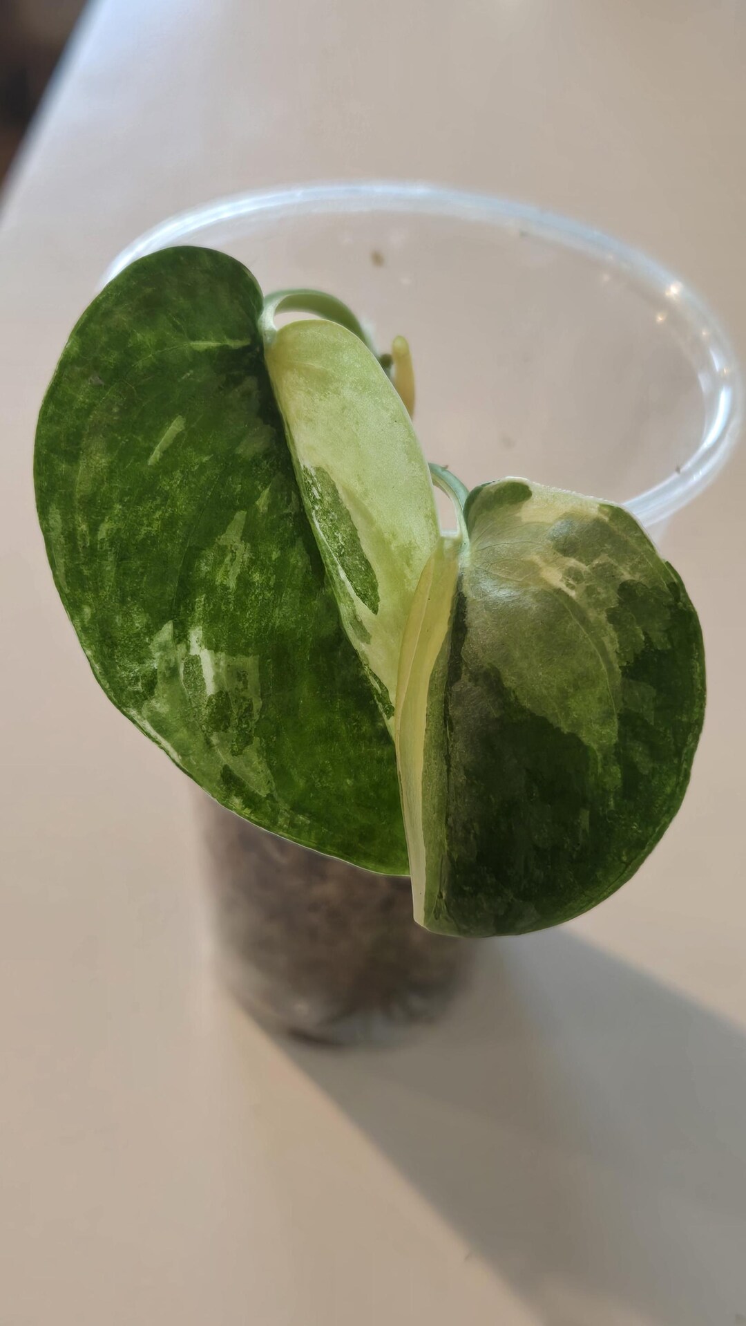 LEOPARD Scindapsus - Rare - Cutting - Etsy