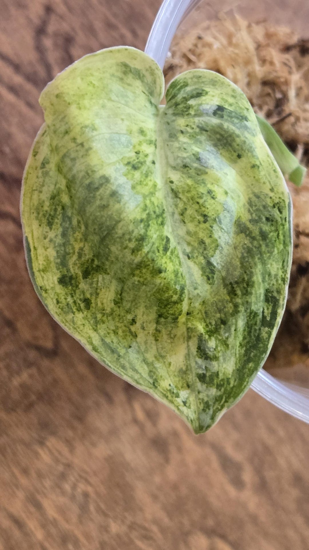 Tembaga Scindapsus - Rare - Tropical House Plant - Cutting - Etsy