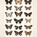 Bundle of 100 Various Butterflies Images Ready for Print - Etsy
