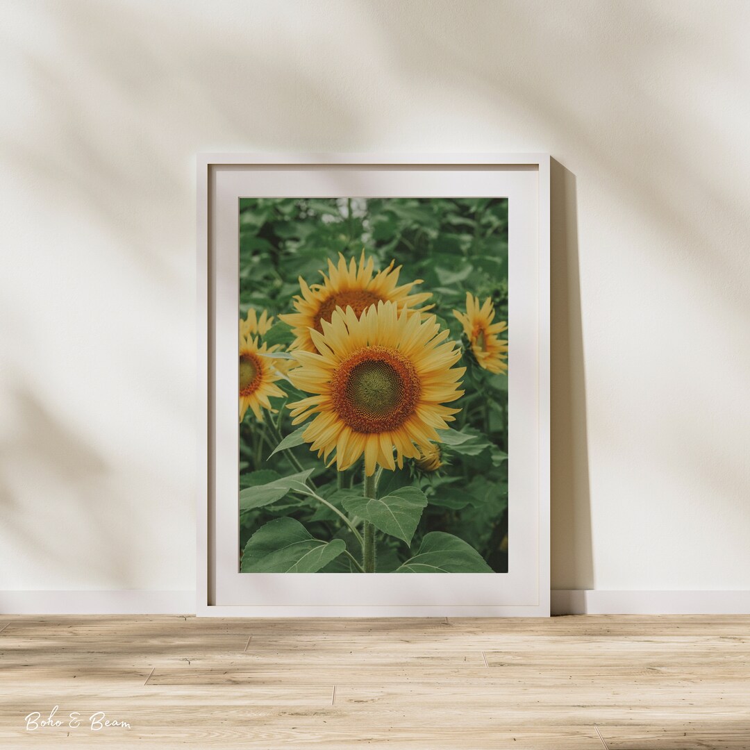 Elora Sunflower Field Photography Print, Nature Wall Art (digital ...