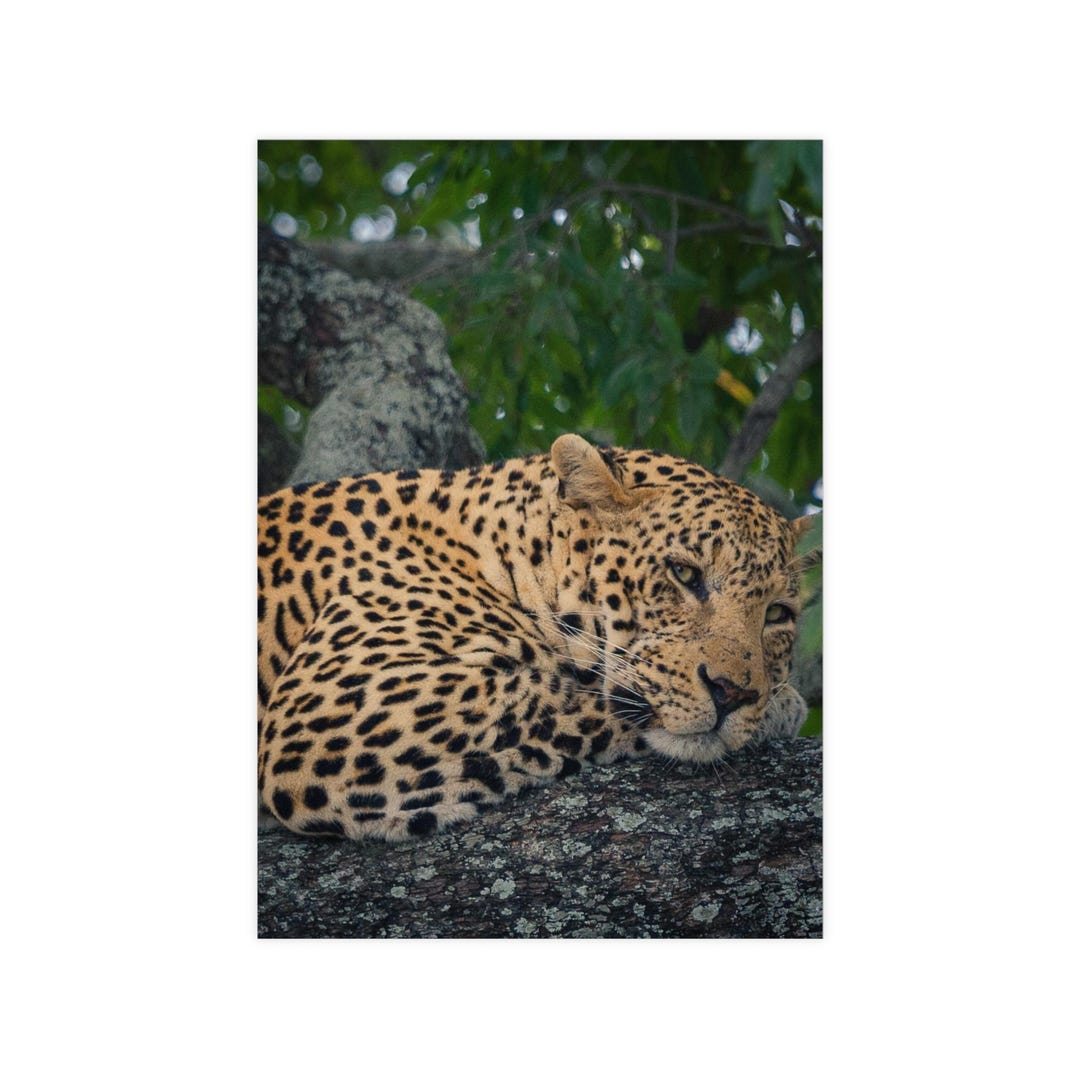 Leopard Resting in Tree Kruger National Park Poster, Wildlife Wall Art ...