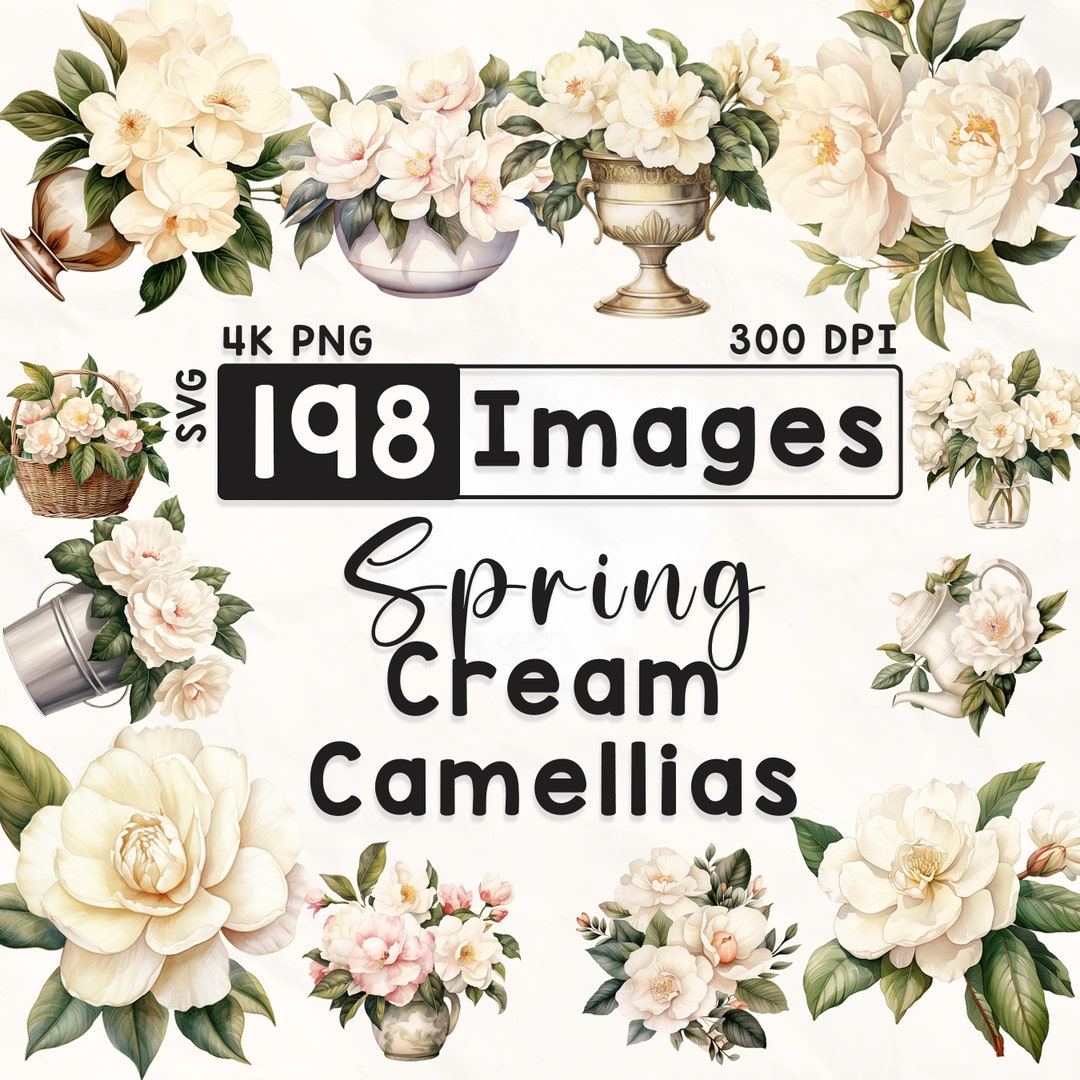 198 Cream Camellias Clipart Bundle, Watercolor Floral Clipart, Camellia ...