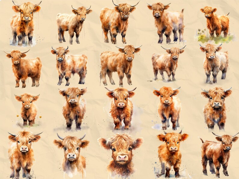 40 Baby Highland Cow Clipart Bundle Cute Baby Cow Clipart - Etsy