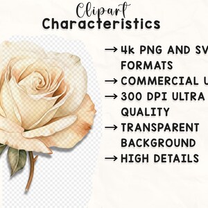 319 Cream Roses Clipart Bundle, Watercolor Floral Clipart, Rose Clipart ...