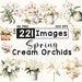 221 Cream Orchids Clipart Bundle, Watercolor Floral Clipart, Orchid ...