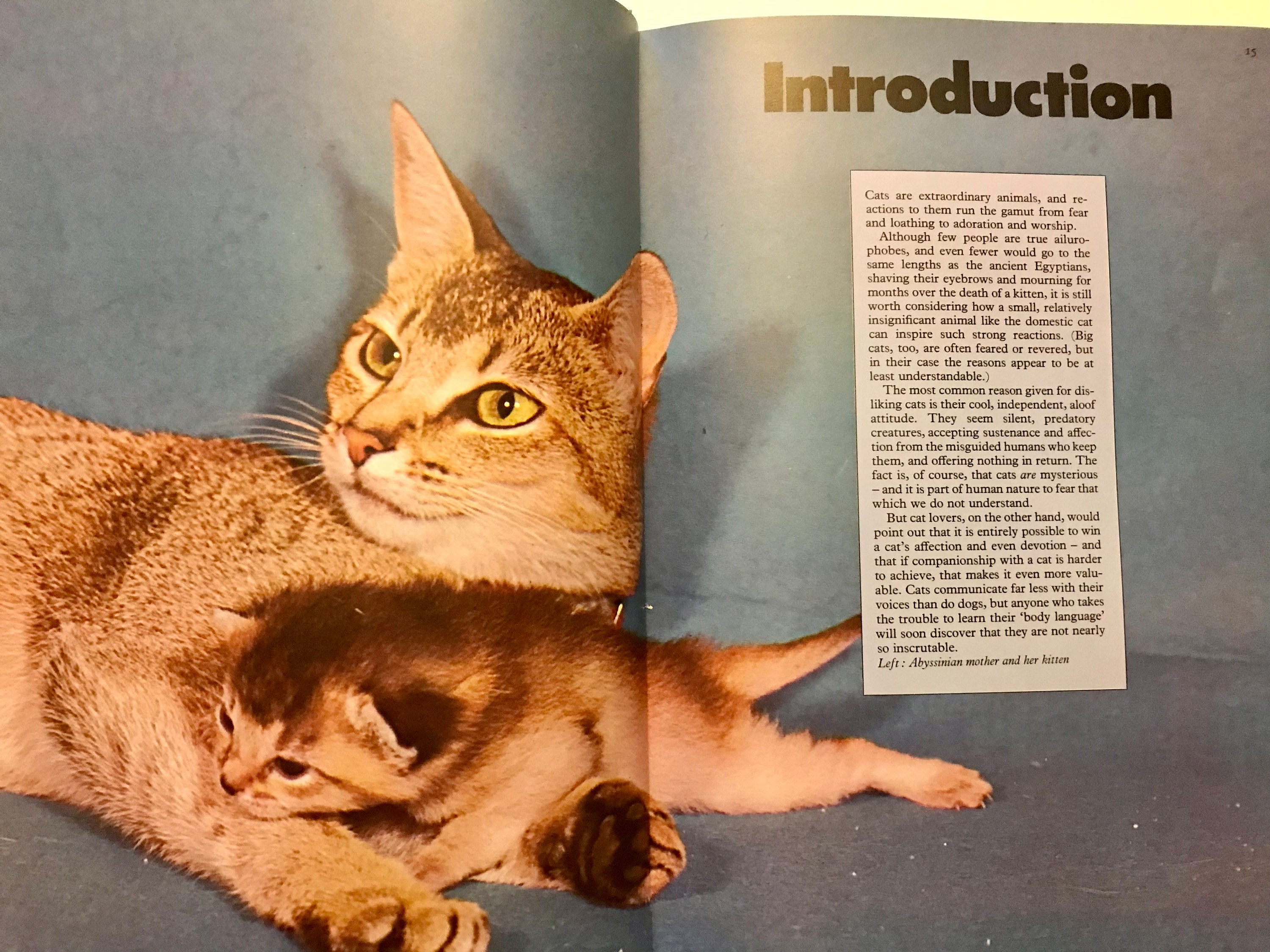 The Complete Book of Cats Judith A Steeh Hardcover 1982 - Etsy