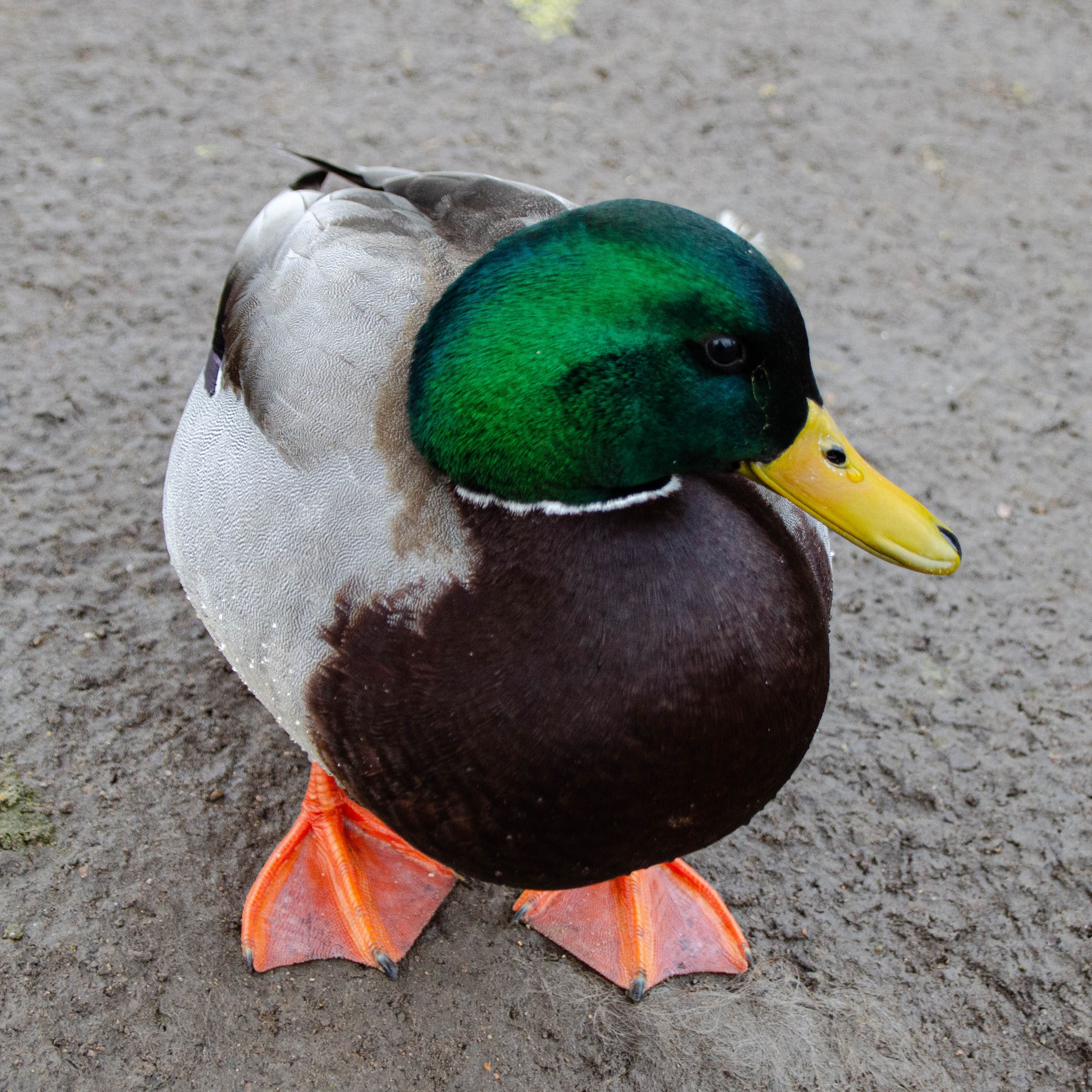 Pair of Quacks - Digital Download - Etsy