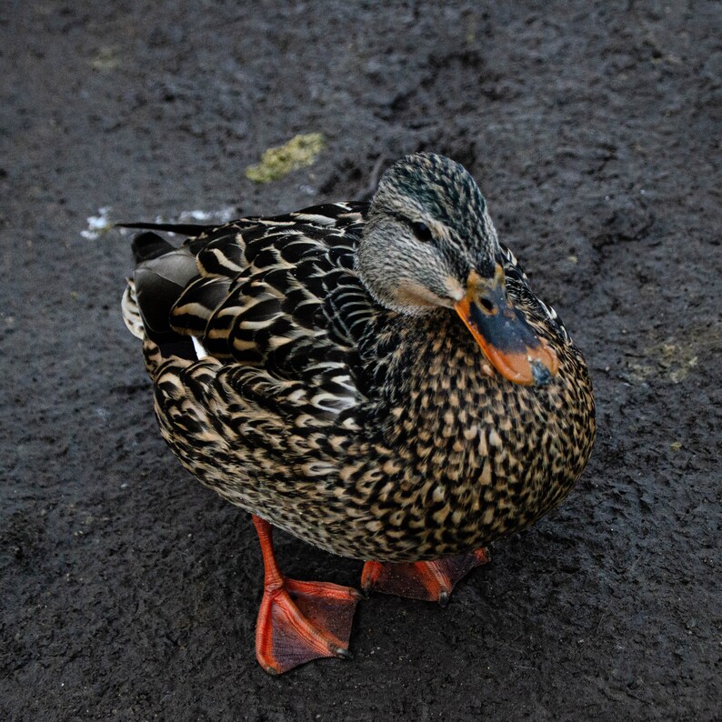 Pair of Quacks - Digital Download - Etsy