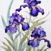Iris Tiles, Set of 2. Ceramic Irises Tile. - Etsy