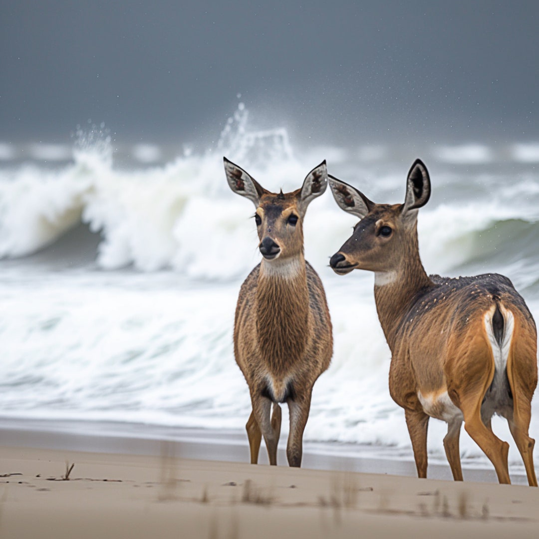 OCEAN DEER (DIGITAL) - Etsy