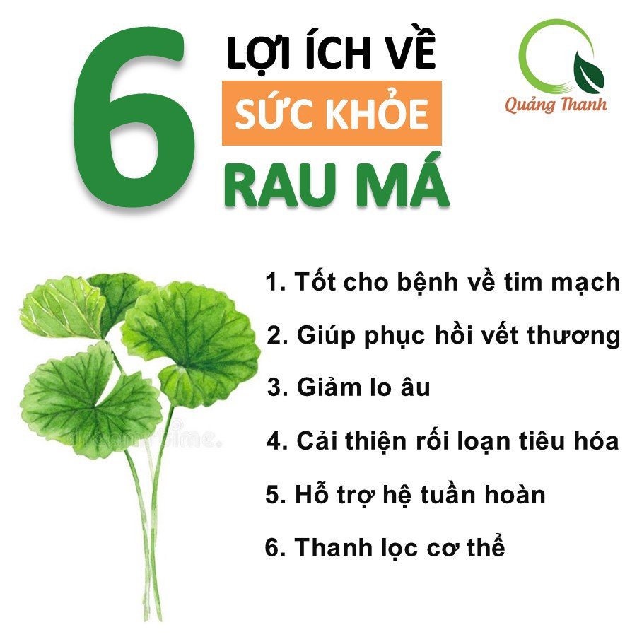 Centella Asiatica Gotu Kola Instant Powder / Bột Rau Má ORAMA Uống Liền ...