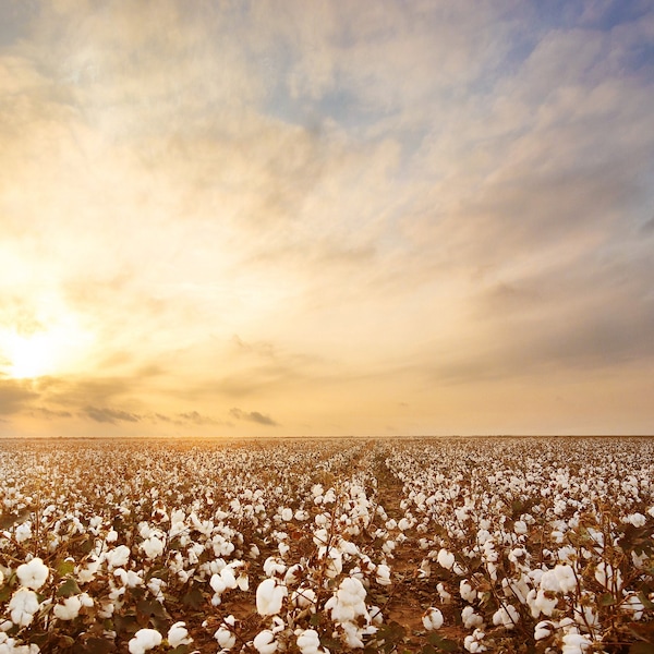 Cotton Fields - Etsy
