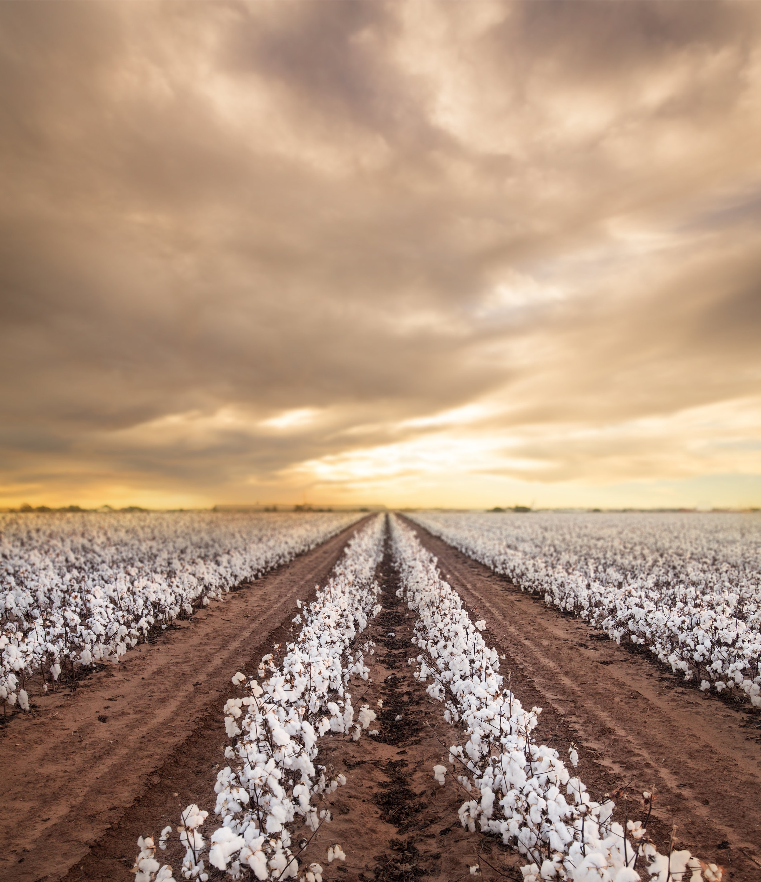 Cotton Rows for Digital Download - Etsy