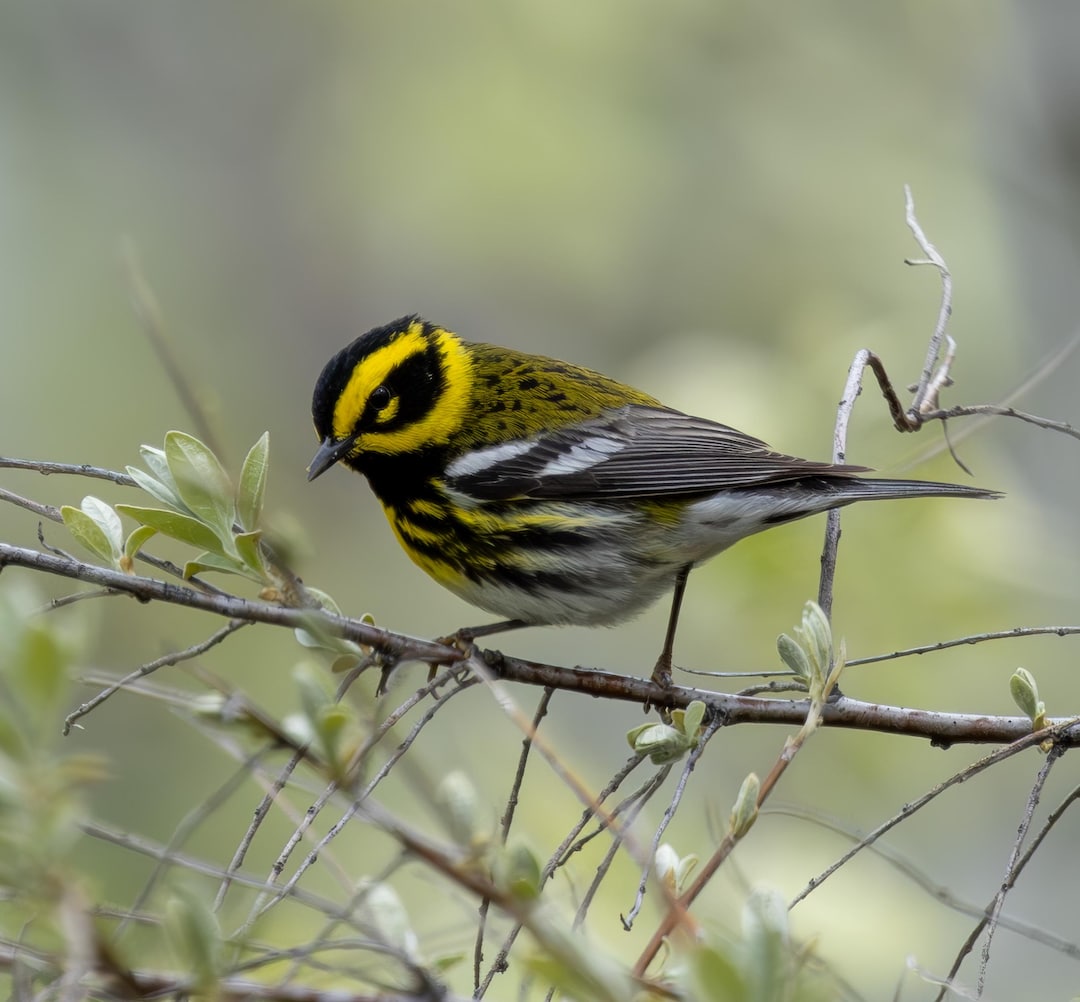 Townsend's Warbler: Professional High Resolution Bird Photography ...