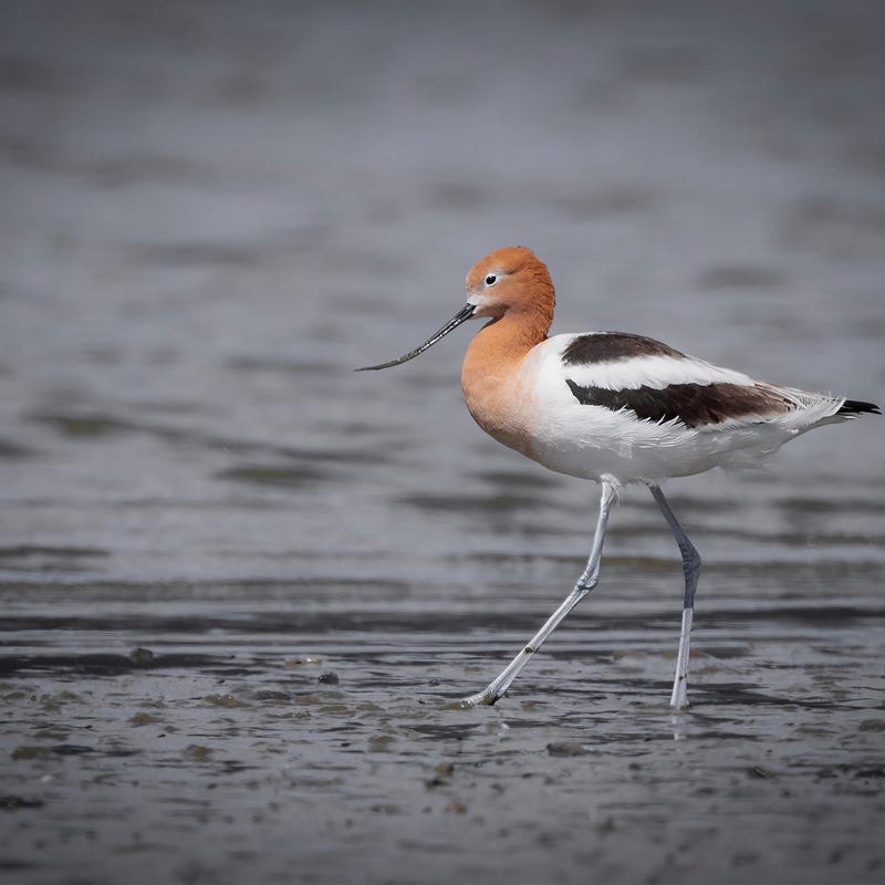 American Avocet - Etsy