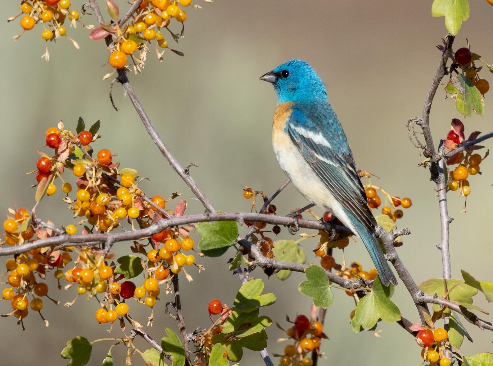 Lazuli Bunting: Professional Bird Photography of Blue Bird High Quality ...