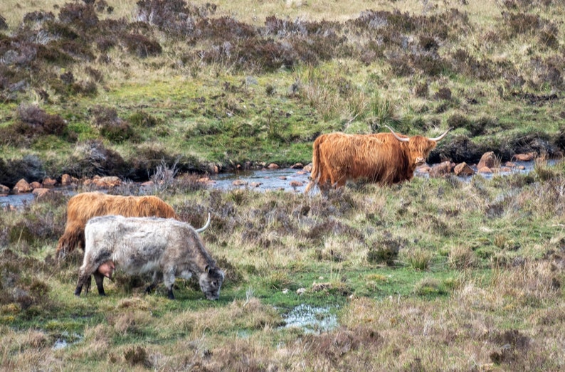 Scottish Highland Cow "highland Coo": Professional Animal Photography ...