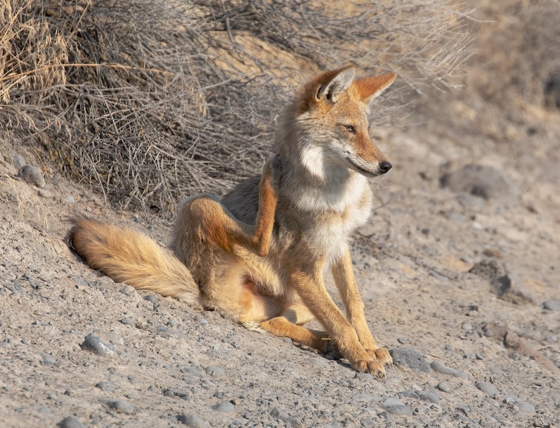 Coyote: Professional Photography High Quality Digital Download for ...