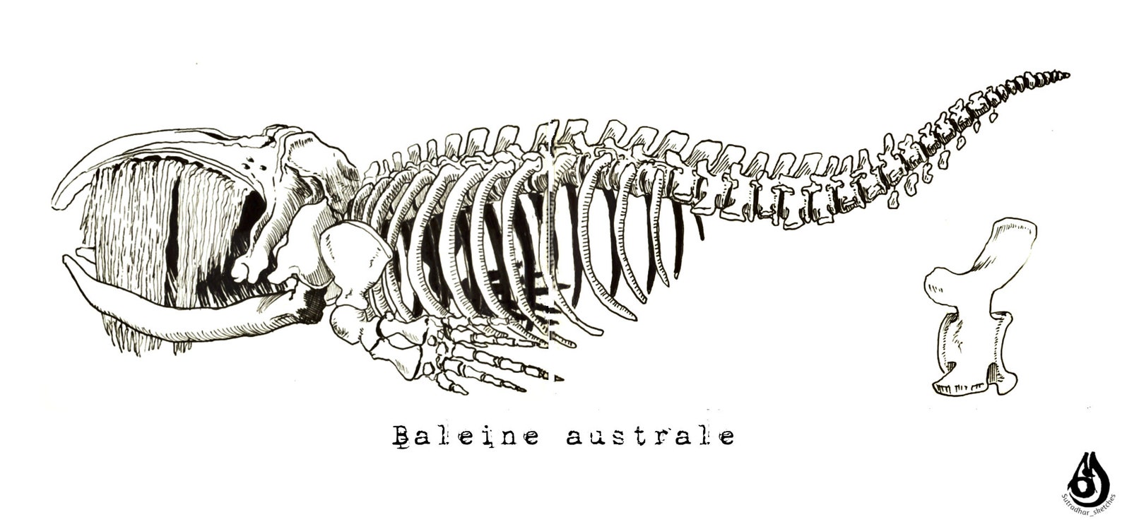 Southern Right Whale, Skeleton Anatomical Drawing - Etsy
