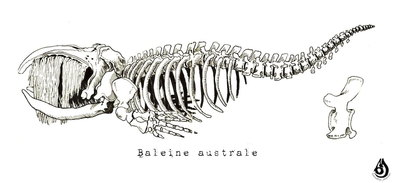 Southern Right Whale, Skeleton Anatomical Drawing - Etsy