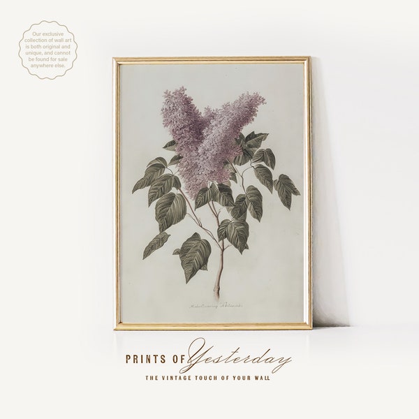 Lilac Botanical Art - Etsy
