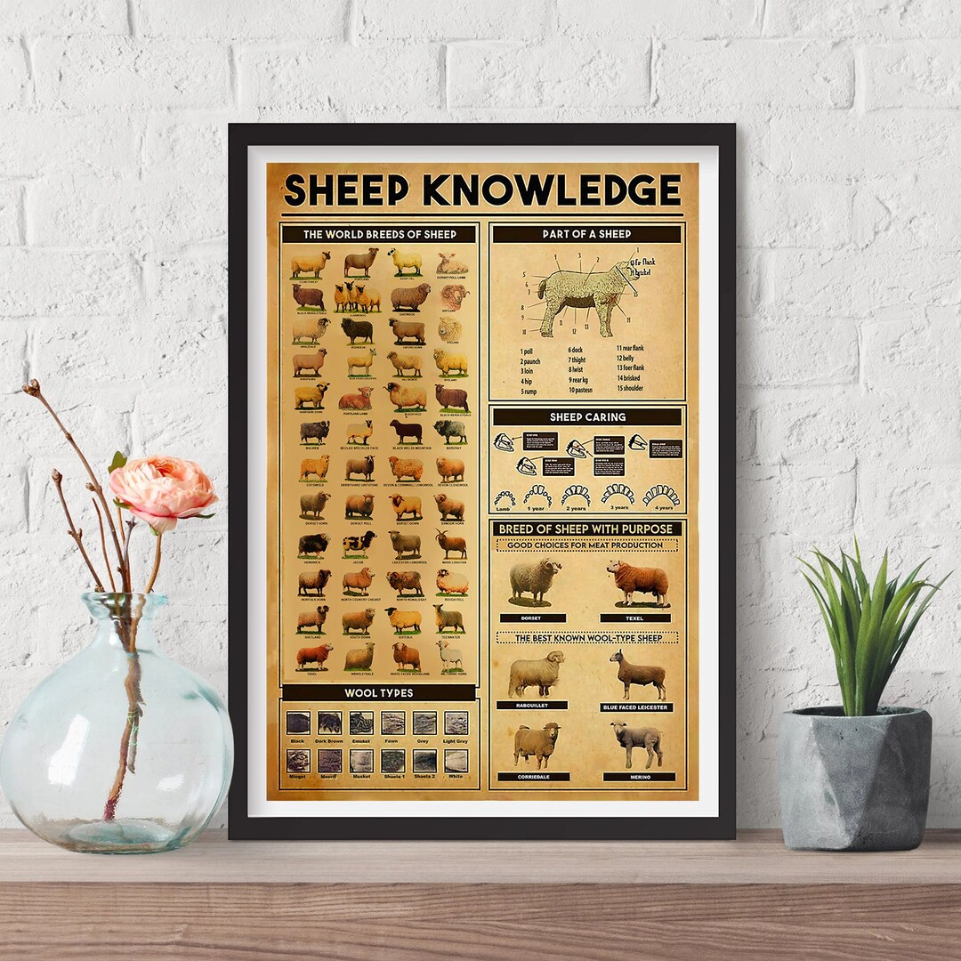 Sheep Knowledge Poster Breeds of Sheep Print, Sheep Caring Canvas Wool ...