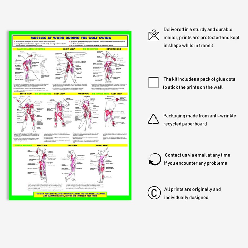 Muscles at Work During the Golf Swing Poster, Golfer Knowledge Poster ...