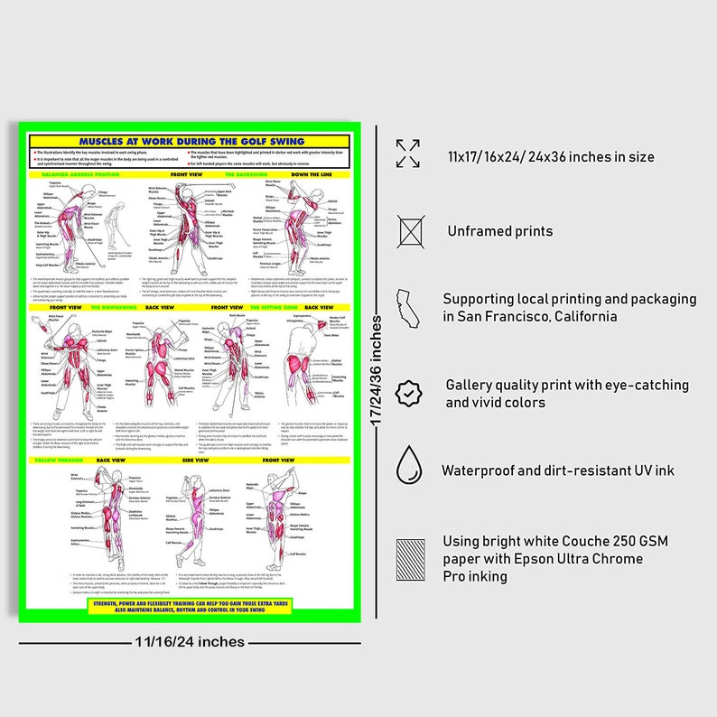 Muscles at Work During the Golf Swing Poster, Golfer Knowledge Poster ...