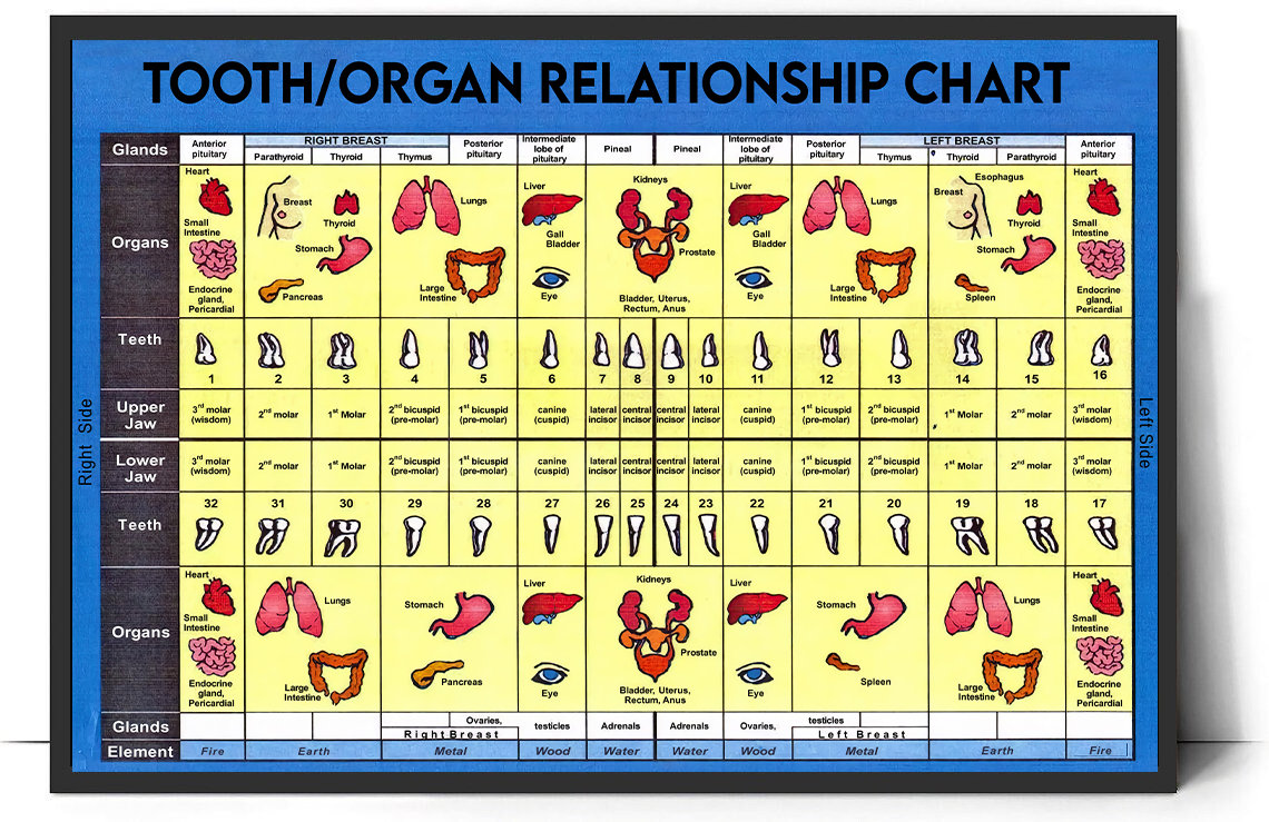 Medical Knowledge Posters Tooth/organ Relationship Chart Metal Signs ...