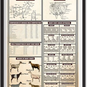Dairy Goat Knowledge Poster, Shepherds Posters, Study Guide Plaques ...