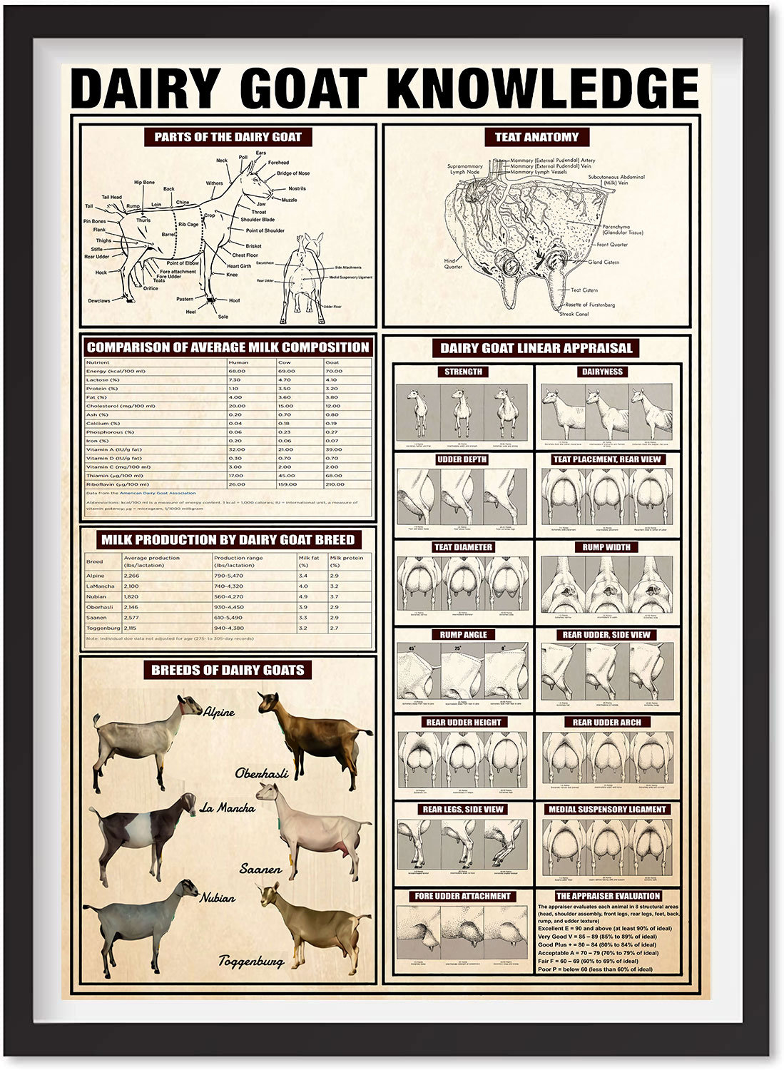 Dairy Goat Knowledge Poster, Shepherds Posters, Study Guide Plaques ...
