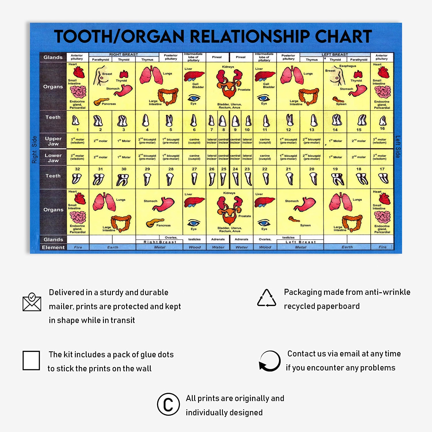 Medical Knowledge Posters Toothorgan Relationship Chart Metal Signs Symbol Chart Room Home Club