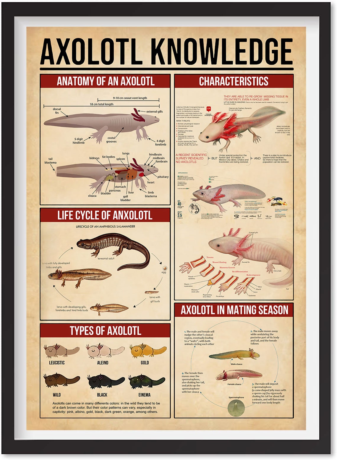 Axolotl Knowledge Poster, Life Cycle of Axolotl Educational Science ...