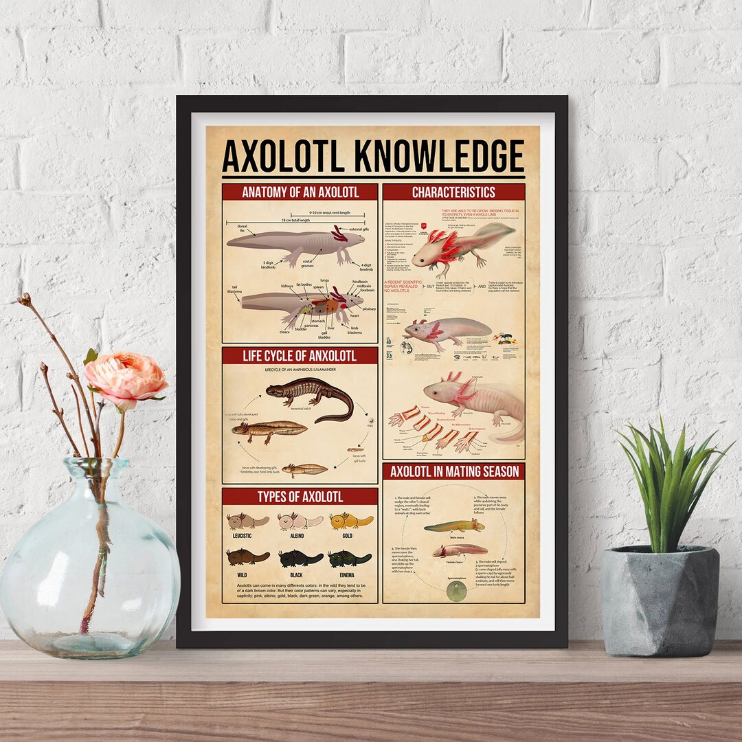 Axolotl Knowledge Poster, Life Cycle of Axolotl Educational Science ...