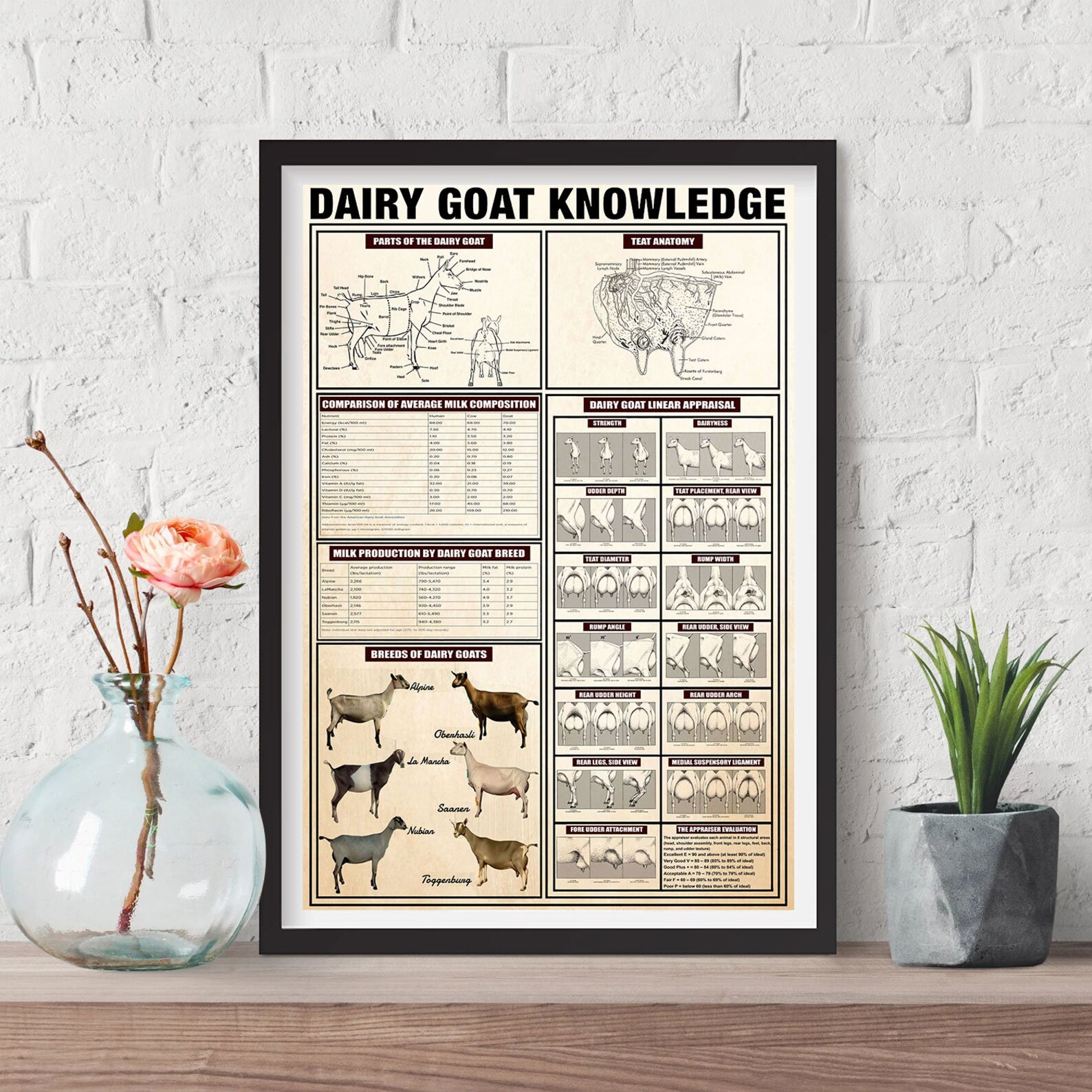 Dairy Goat Knowledge Poster, Shepherds Posters, Study Guide Plaques ...